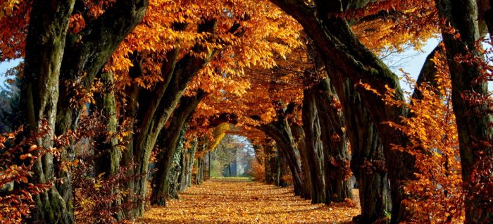 Home - Town of Cheswold - Kent County, Delaware